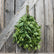 Dried Hand Made Sauna Whisk / Sauna Vihta - Birch & Nettle | Finnmark